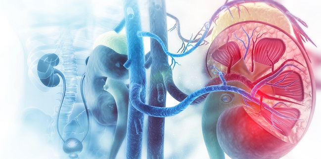 Treating Accessory Arteries May Be Important in Renal Denervation ...