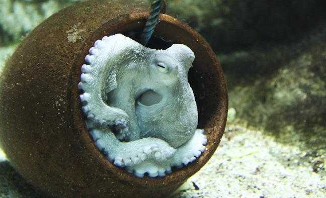 ‘Classic’ Takotsubo? Not So Fast: Different Presentations Could Spell ...