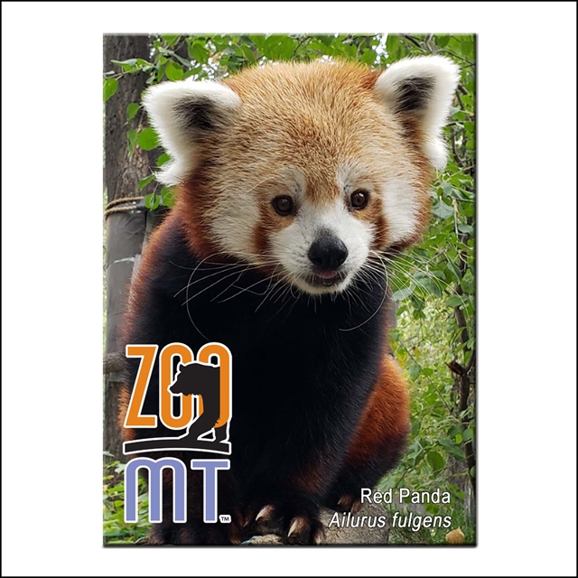 Red Panda Magnet