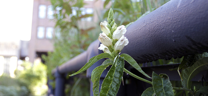 Plant of the Week: White Turtlehead | The High Line Blog