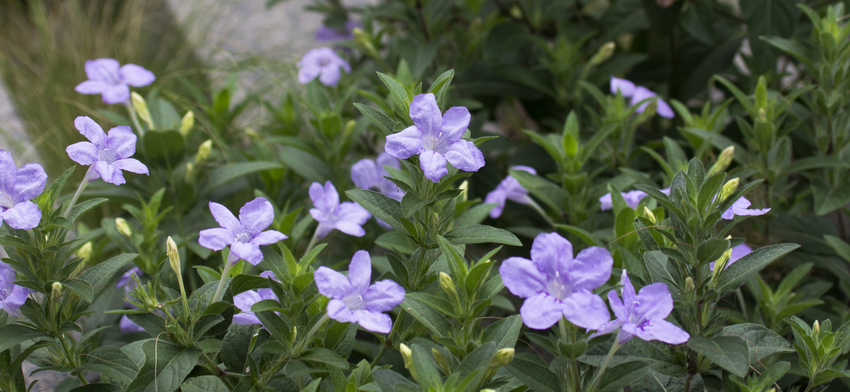Plant of the Week: Wild petunia | The High Line Blog