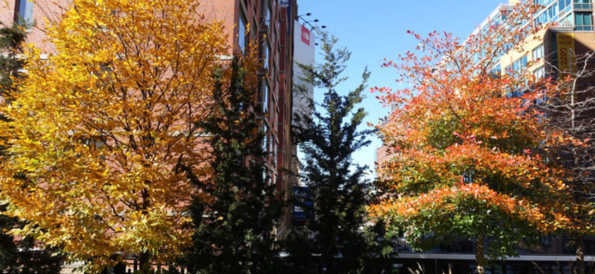 The High Line Blog | Friends of the High Line