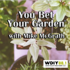 PRX » Piece » YBYG1467: Should You Start Scarlet Runner Beans Indoors ...