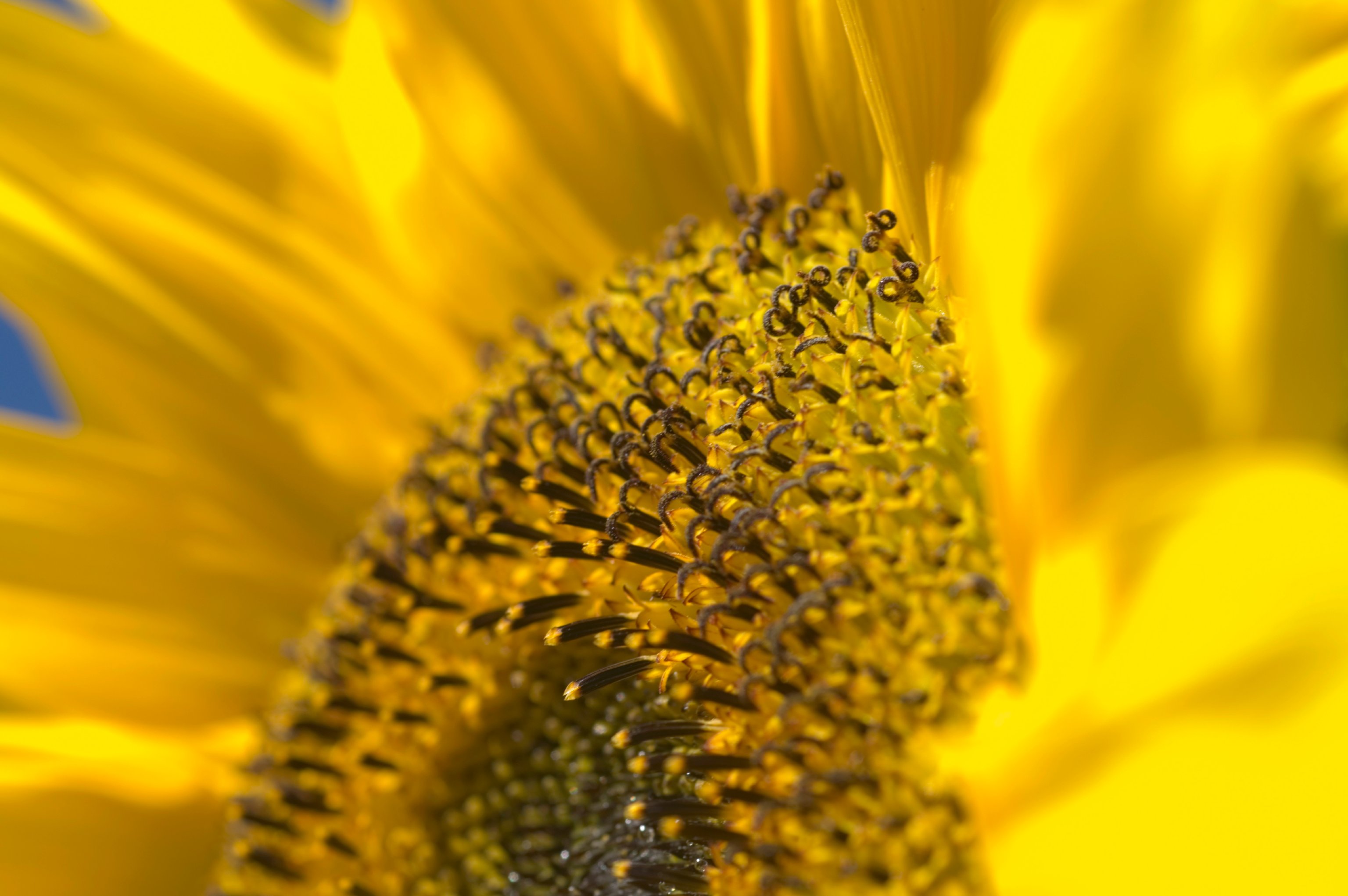 PRX » Piece » Calendar Girls, by the English Comedy Club in Brussels