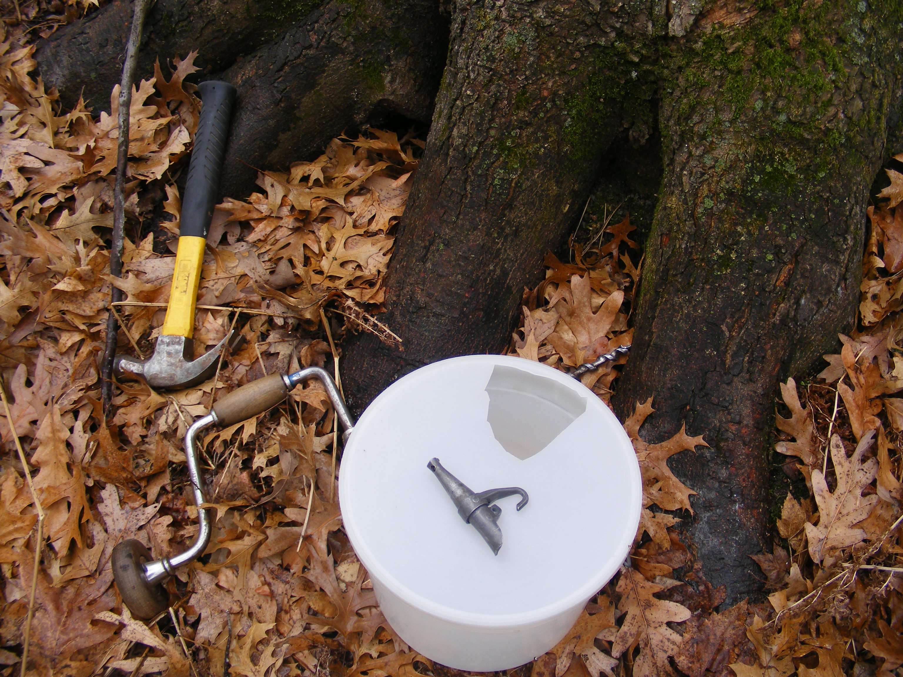 PRX » Piece » Harvesting Maple Syrup