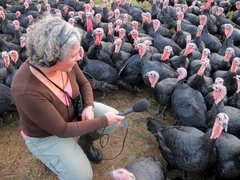 PRX » Piece » My Life As A Wild Turkey (hour)