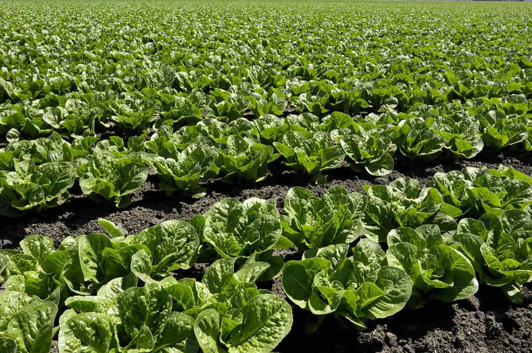 Economic damages of food-safety incidents in complex markets: 2018 E ...