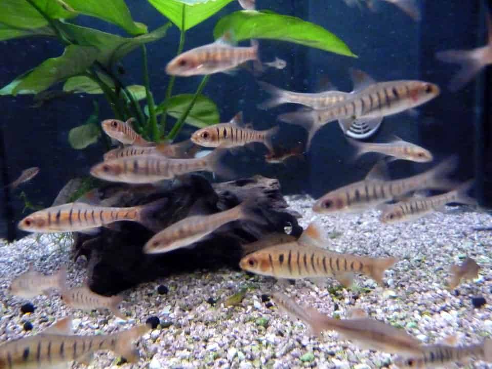 The Complete Genome Sequences of 12 Species of Enteromius (Cyprinidae ...