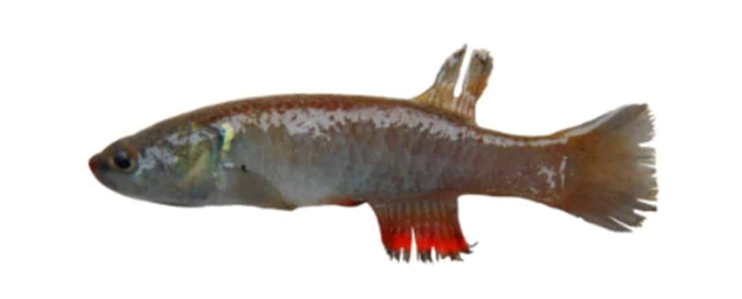 The complete genome sequence of the protogynous hermaphrodite North ...