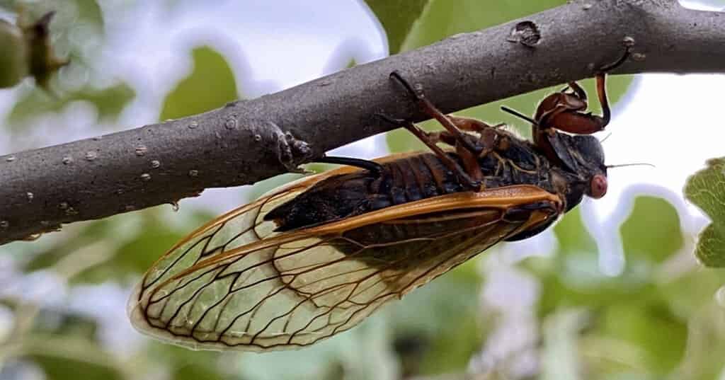 The complete genome sequences of two species of seventeen-year cicadas ...