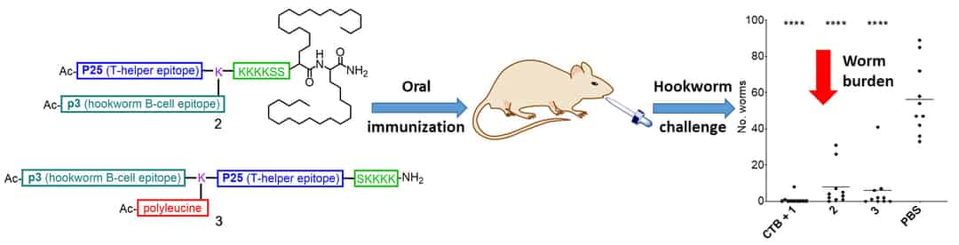 Development of natural and unnatural amino acid delivery systems ...