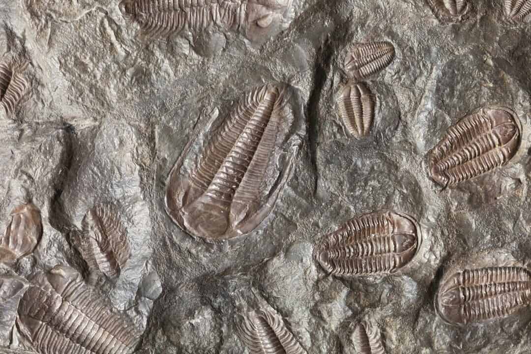 Outline of a Natural Classification of the Trilobites; Part II ...