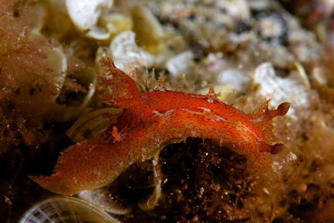 The Complete Genome Sequences of 7 Species of Nudibranchs (Nudibranchia ...