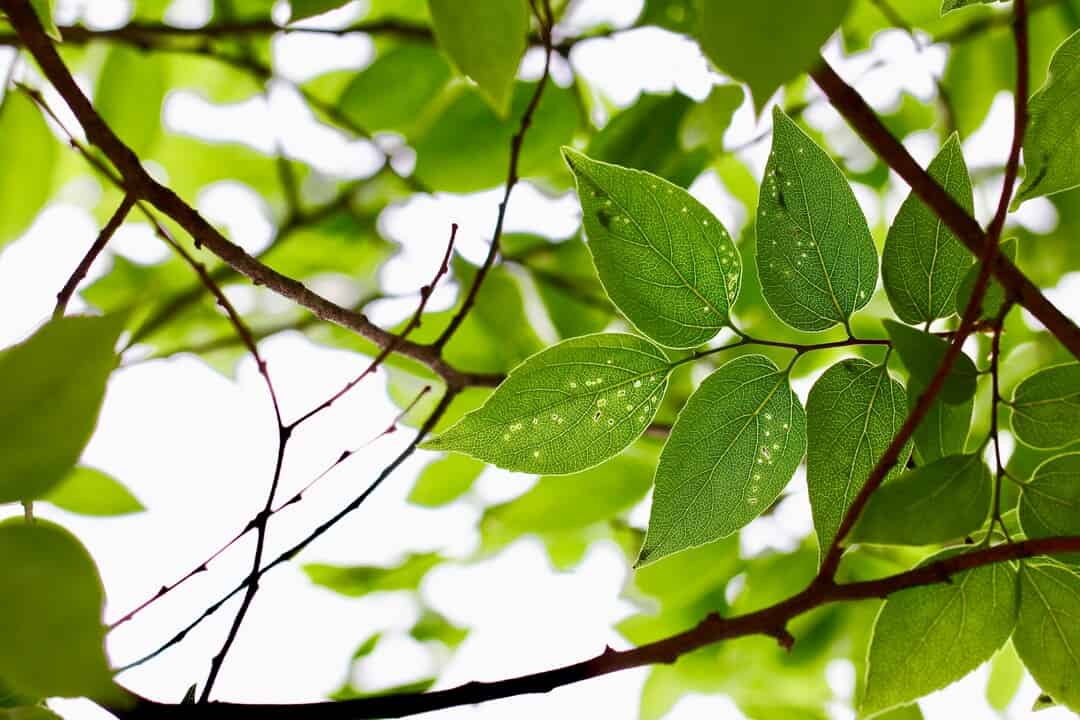 Poetry and Medicine: The Song of a Leaf to a Tree | Published in ...