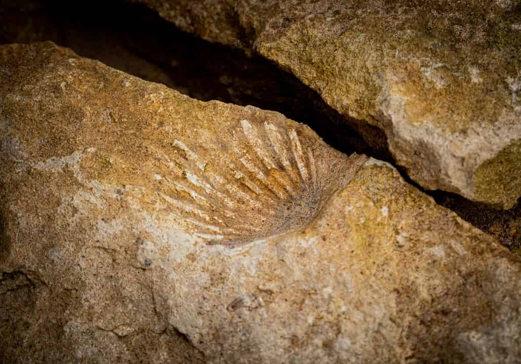 Study of Some American Fossil Cycads; Part III, the Female ...