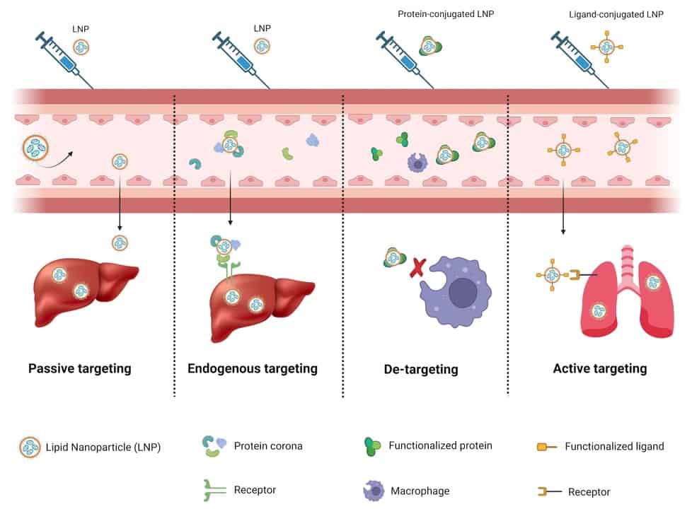 Advancements in Lipid Nanoparticle Technologies for Precision Targeting ...