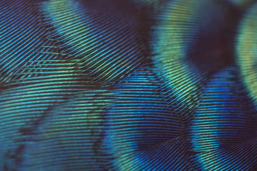 Effects of different temperatures on growth and gonad development ...