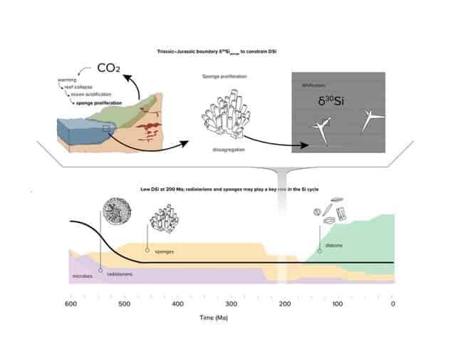 Evidence for Low Dissolved Silica in mid-Mesozoic Oceans | Published in ...