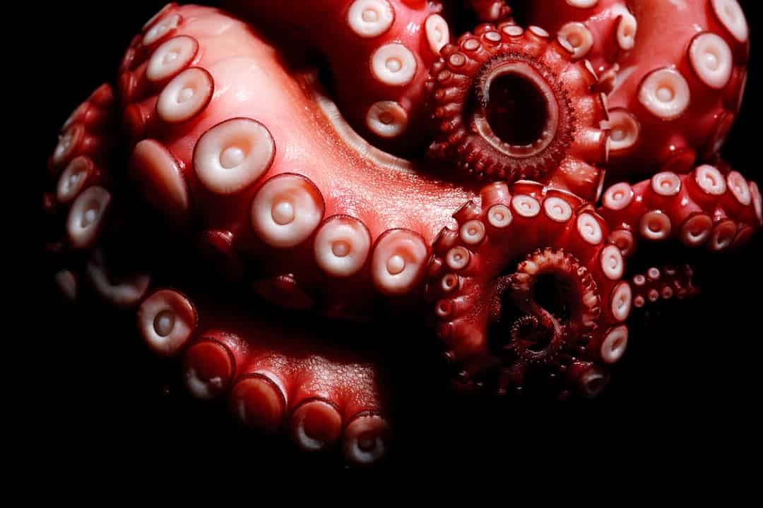 Screening of sex-special genes in common long-arm octopus Octopus minor ...
