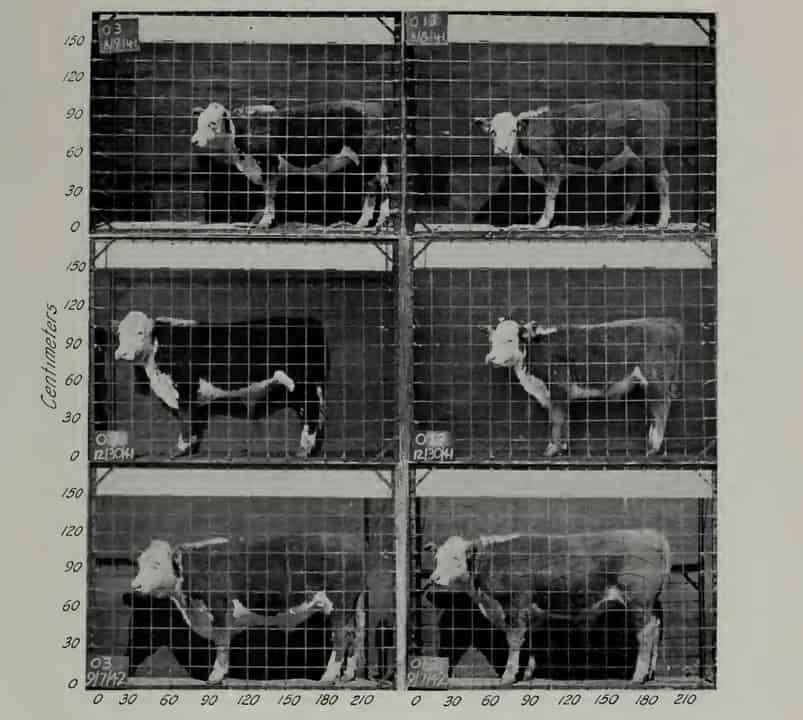 From Cattle to Beef Onscreen: Animal Rendering as Extraction in ...