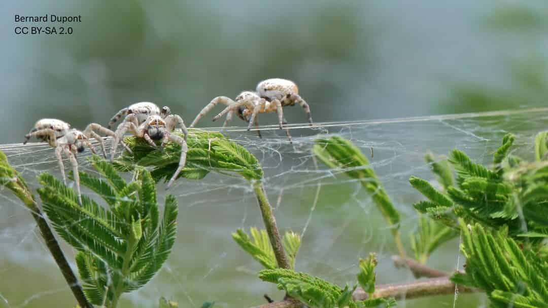 The Complete Genome Sequences of two Species of Stegodyphus Spiders ...