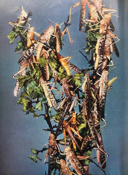 “Photography versus the Pest”: Shell Chemicals, Visual Media, and ...