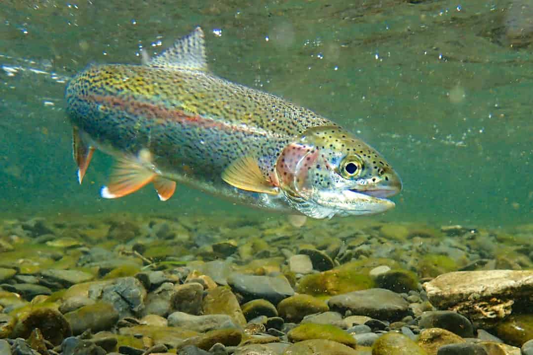 Effect of Water Exposed to Electric Current on Gamete Quality of ...