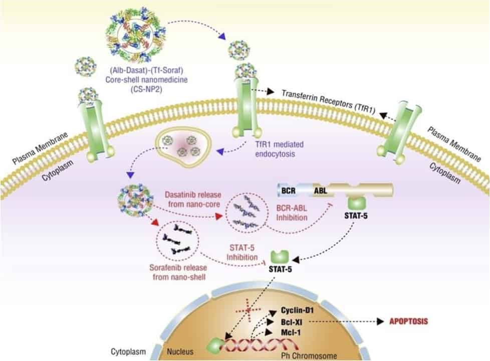 Self-assembled Human Serum Protein-based Core-shell Nanoparticles to ...