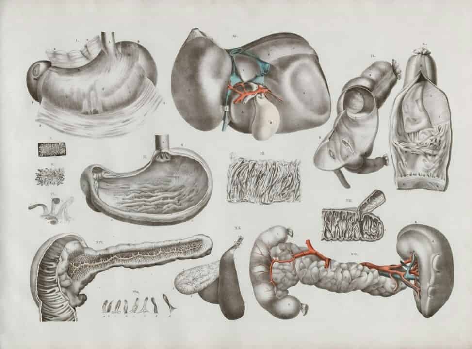 Comprehensive Review on the Use of Fresh Frozen Cadavers in Procedural ...