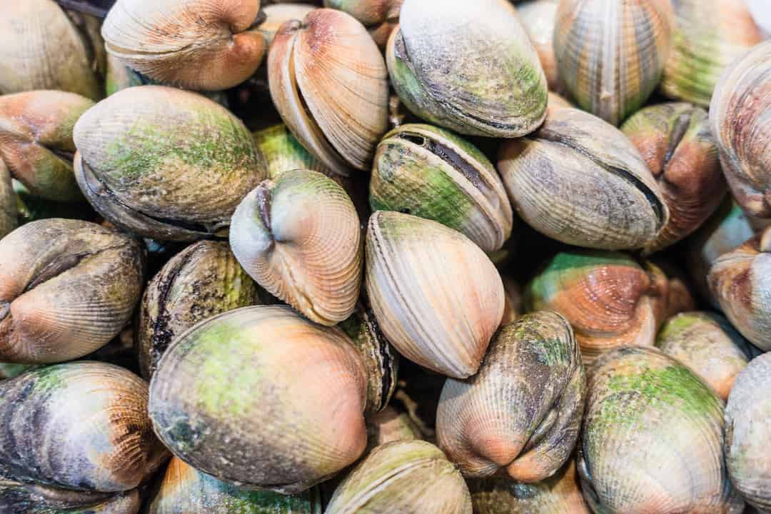 Economic Benefits and Improvement Strategies for Clam Marine ...
