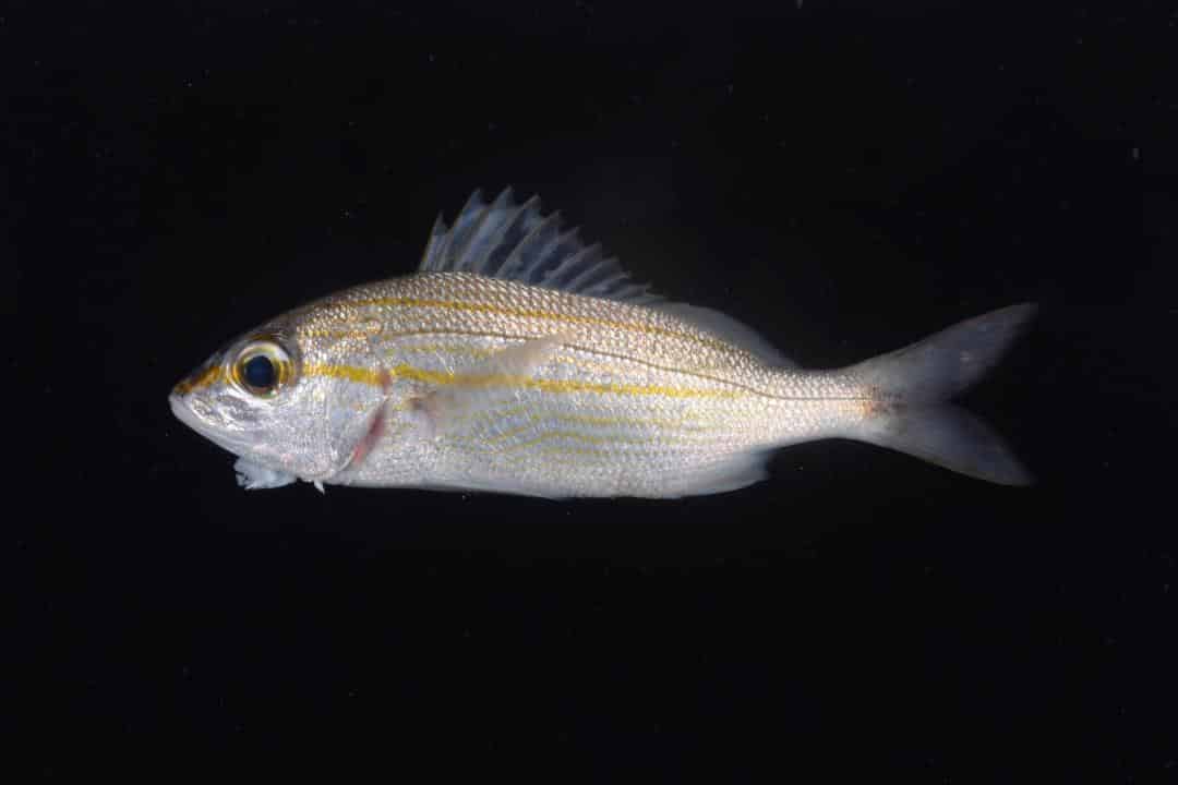 The Complete Genome Sequence of Haemulon aurolineatum (Haemulidae ...
