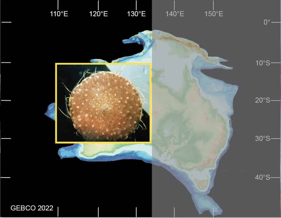 Lunulite Bryozoan Biogeography—a Convergent Global Success With a ...