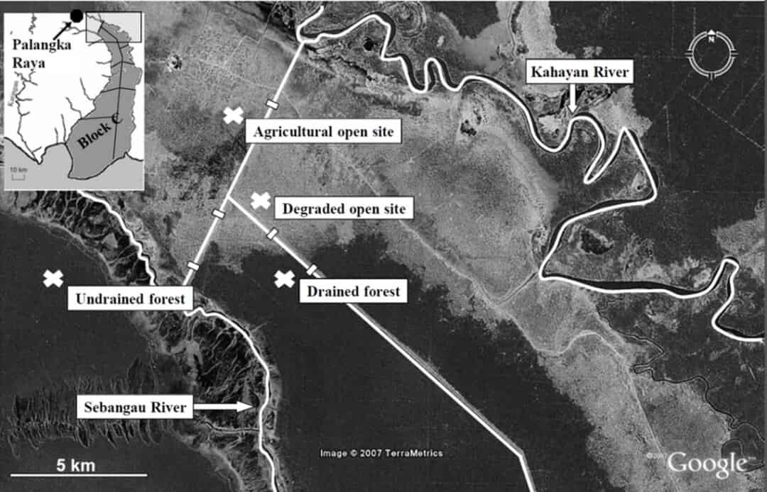 Physical and Chemical Properties of Tropical Peat Under Stabilised Land ...