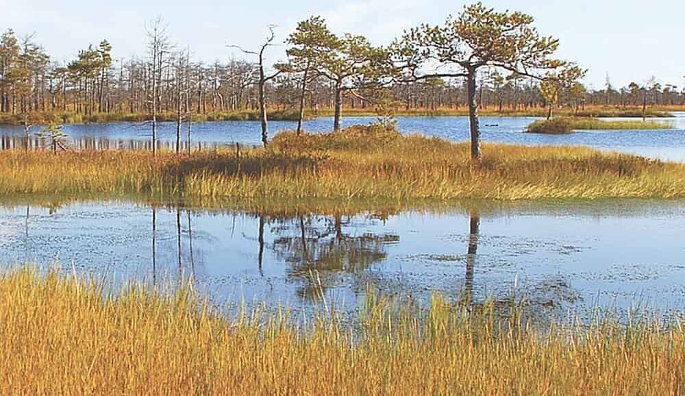 Carbon Credits From Peatland Rewetting: Climate – Biodiversity – Land ...