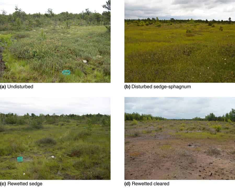 Summertime Greenhouse Gas Fluxes From an Urban Bog Undergoing ...