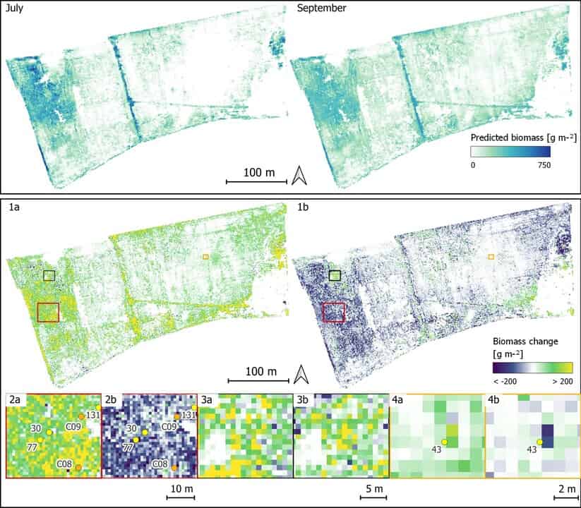 Biomass Prediction of Typha Latifolia on a Paludiculture Site by Combining Structural and ...