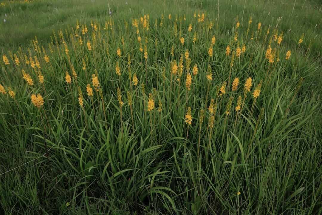 Does the Restoration of Shallow Marginal Peatlands Alter the ...