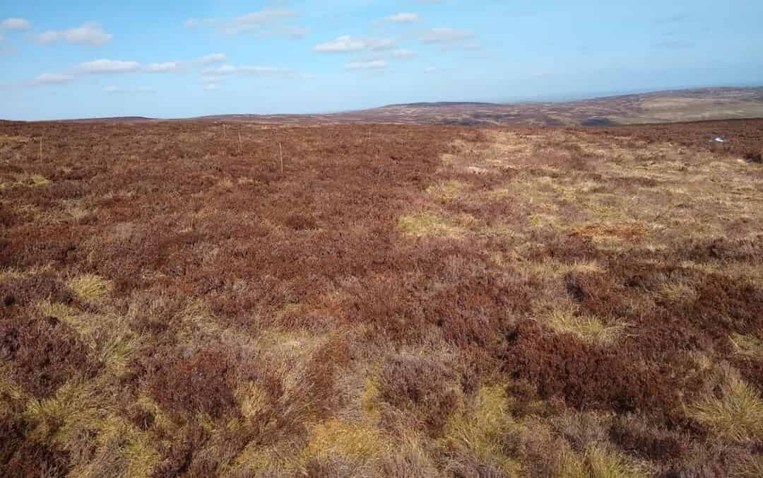 Immediate Effects of Heather Cutting Over Blanket Bog on Depth and ...