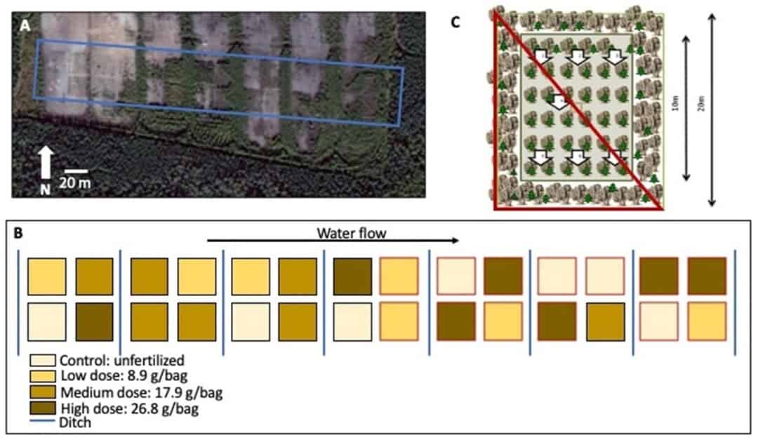 Effects of Invasion by Birch on the Growth of Planted Spruce at a Post ...