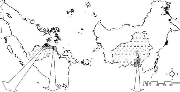 Genetic Diversity of Dyera Polyphylla (Miq.) Steenis Populations Used ...