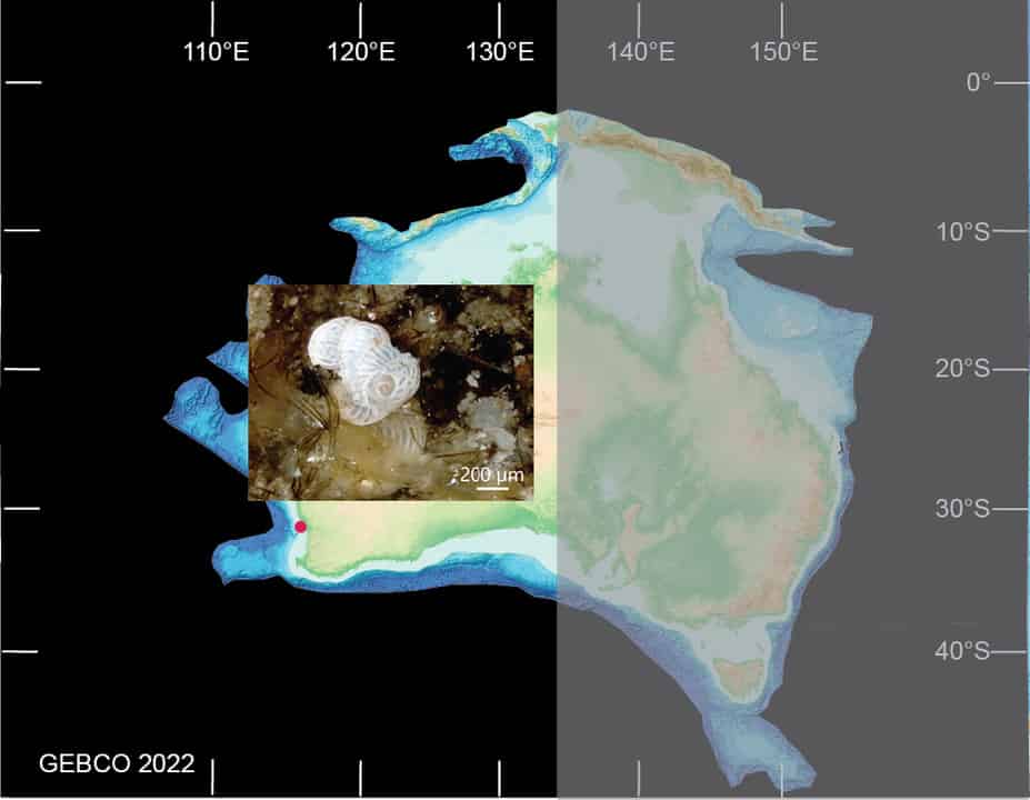 Competition for Space Drives Morphological Abnormalities in the ...