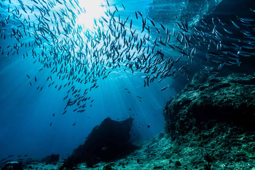 Threatened fishes of the world: Diptychus maculatus and Aspiorhynchus ...