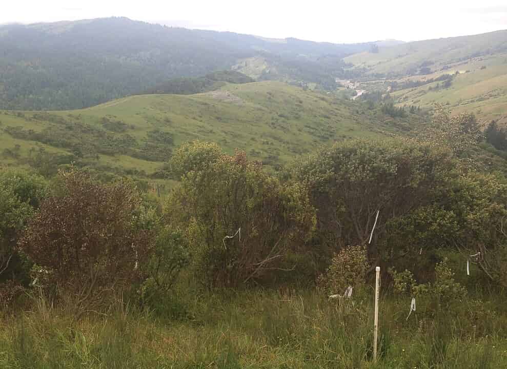 Effectiveness of herbicide control methods for coyote brush on the ...