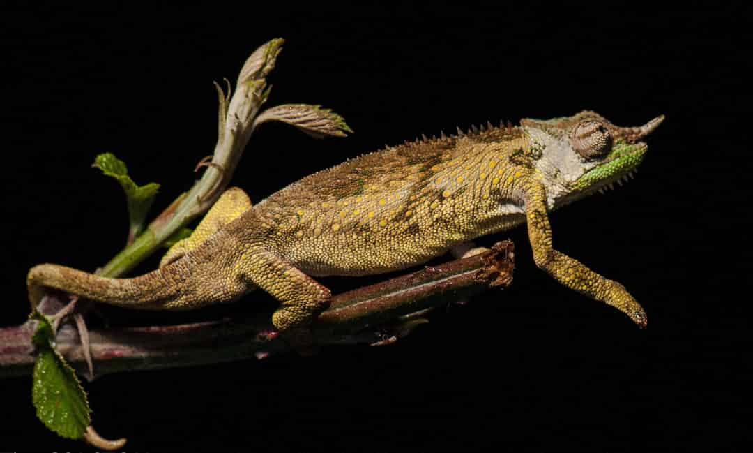 The Complete Genome Sequences of 101 Species of Reptiles | Published in ...