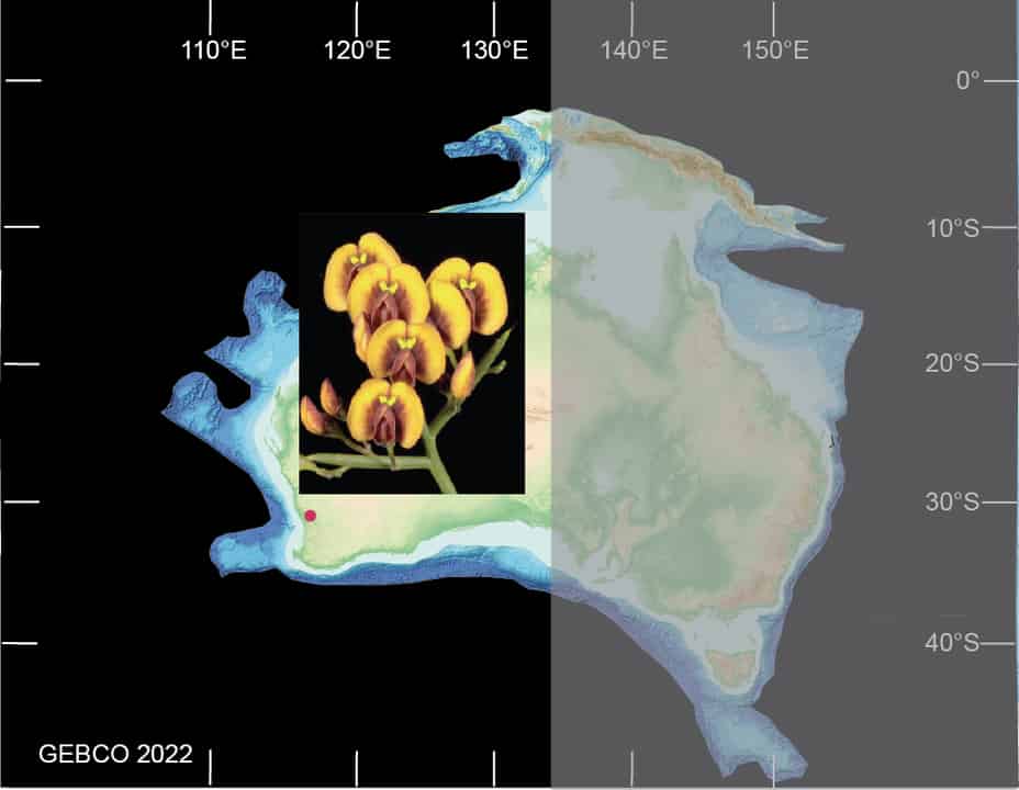 Cluster Roots Are Common in Daviesia and Allies (Mirbelioids; Fabaceae ...