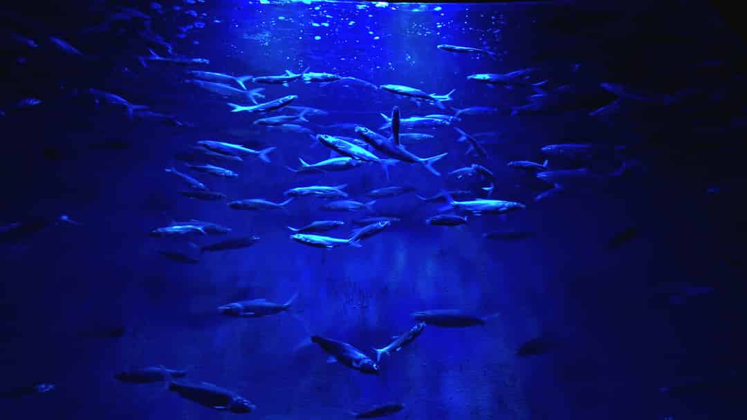Non-fishmeal based, and Selected Indigenous Raw Materials as Cost ...