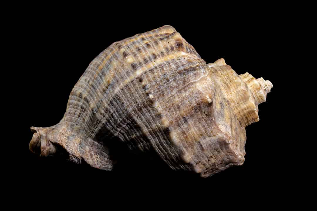 Effects of water quality on the hatching of rapa whelk (Rapana venosa ...