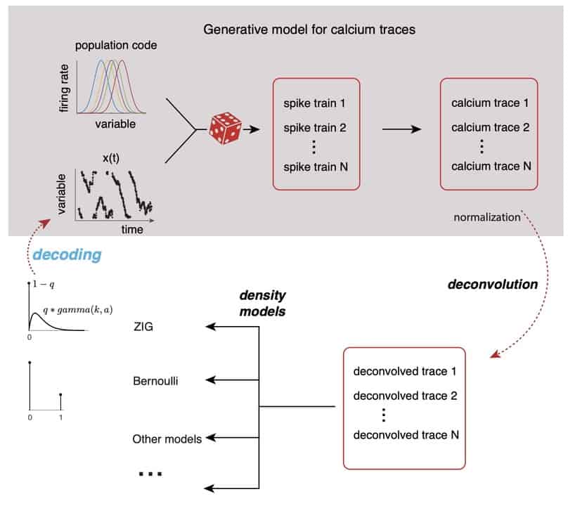 A zero-inflated gamma model for post-deconvolved calcium imaging traces ...