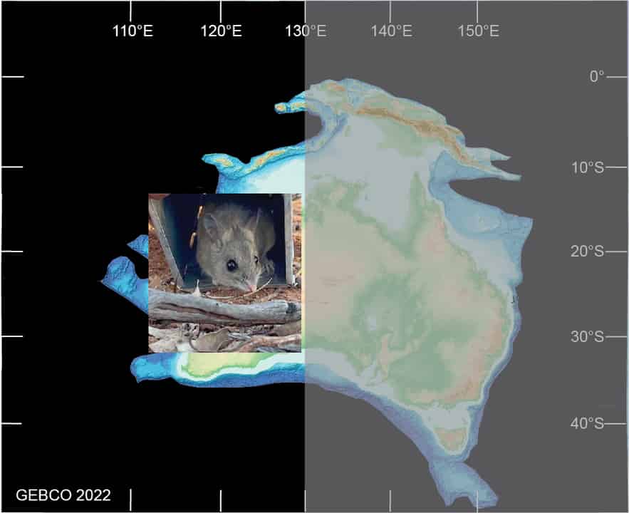 Unexpected Captures of Hopping Mice in Tree-Mounted Phascogale Traps in ...