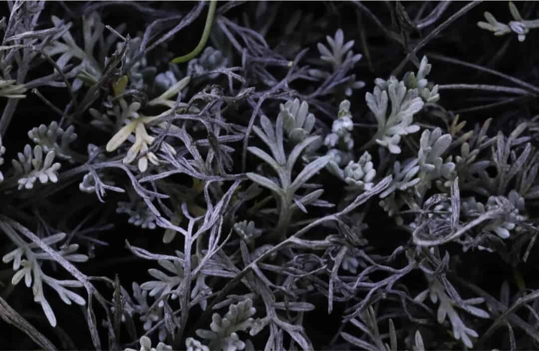 The Complete Genome Sequence of the Moroccan endemic plant Artemisia ...